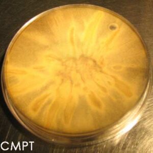 Aspergillus_niger_sab_rev_OPT | cmpt