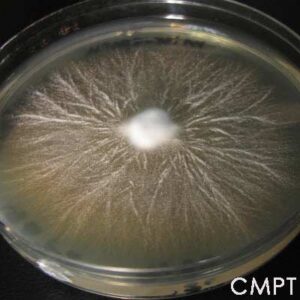 Microsporum_gypseum_sab_OPT | cmpt
