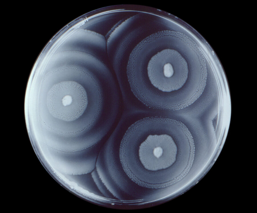 Proteus mirabilis: Reporting susceptibility to ampicillin when ...